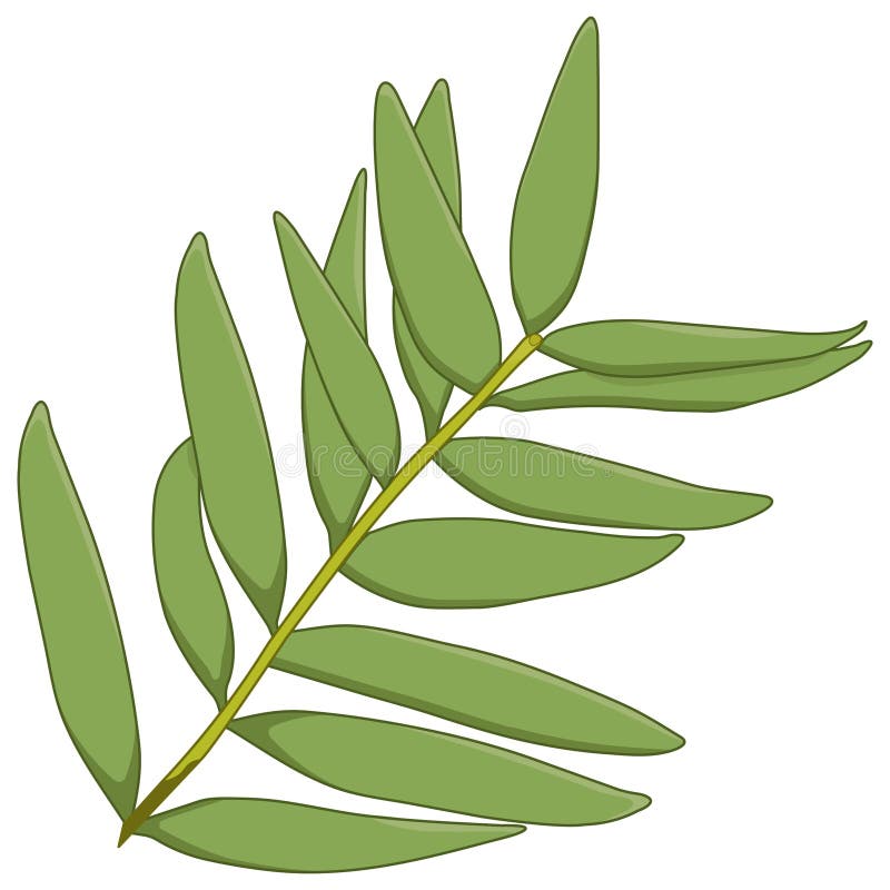 Agatis Branch Stock Illustrations – 2 Agatis Branch Stock Illustrations ...