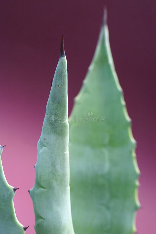 Free Nature (Flowers & Gardens) pictures, photos & images - Royalty ...