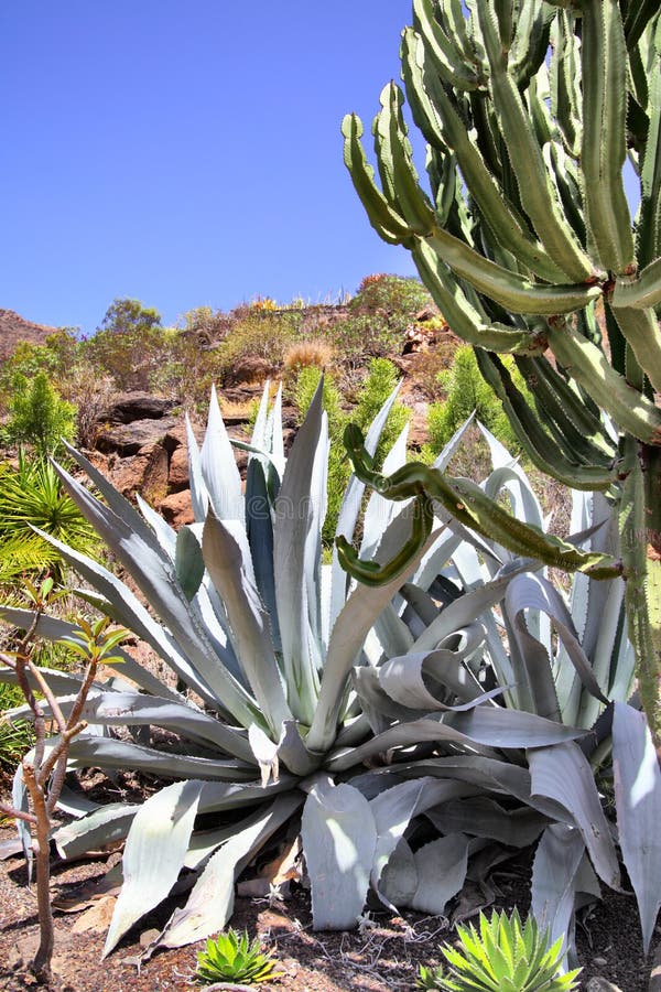 Agava stock image. Image of lush, flora, canary, garden - 31364153