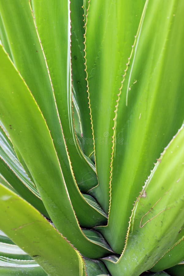 Agava in outdoor stock photo. Image of sharp, barrel - 60984088
