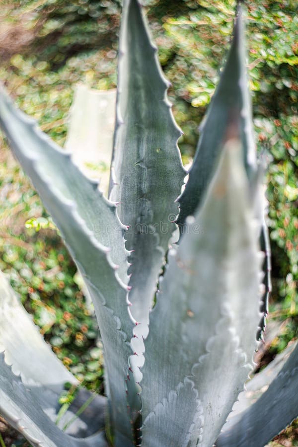 Agava plant in the park stock photo. Image of mziuri - 279338848