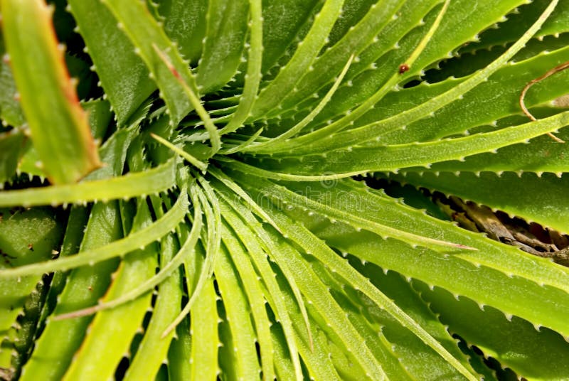 Agava plant stock image. Image of regular, plant, green - 89092321