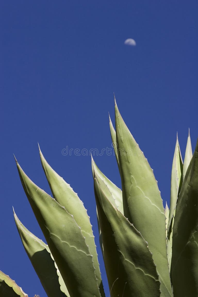 6,809 Agave Texture Stock Photos - Free & Royalty-Free Stock Photos ...