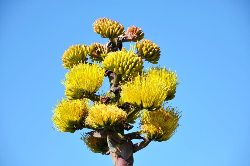 Agave Cactus #2 stock photo. Image of pollen, yellow, nectar - 7279852