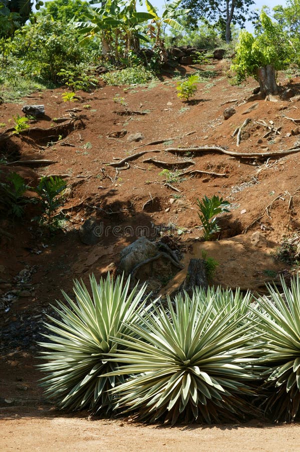 Agave stock photo. Image of mescal, desert, plant, agave - 267064