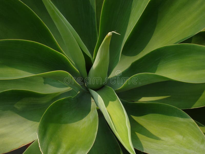 Agave stock photo. Image of mescal, desert, plant, agave - 267064