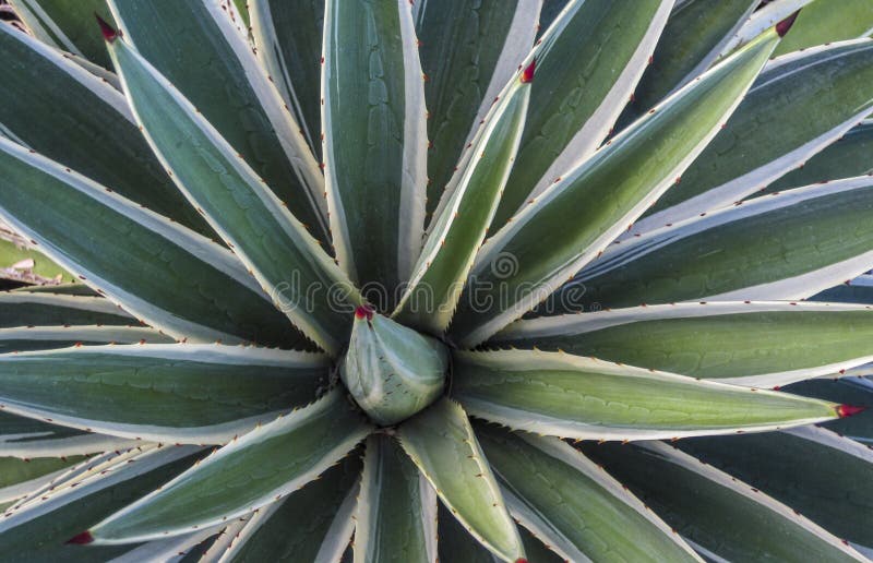 Green and Red Agave Desert Plant Stock Photo - Image of agave, detail ...