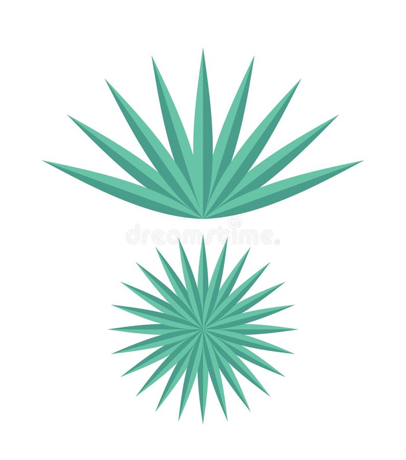 Agave ilustración del vector. Ilustración de agave, herbario - 49615245