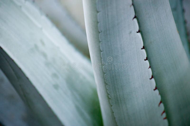 Agave abstract texture stock image. Image of nature - 357741159