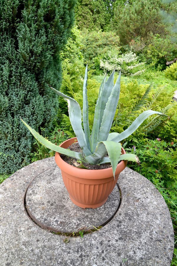 Agave American in a Flower Pot Stands on a Stone Stand in the Park ...