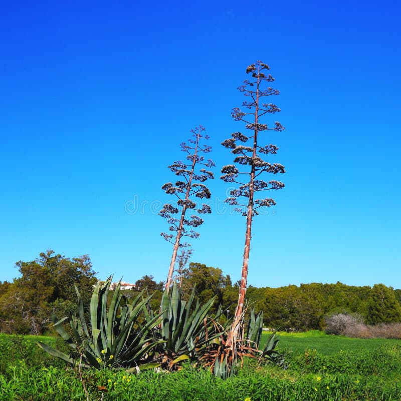 Agave Americana stock photo. Image of agavaceae, sentry - 89508644