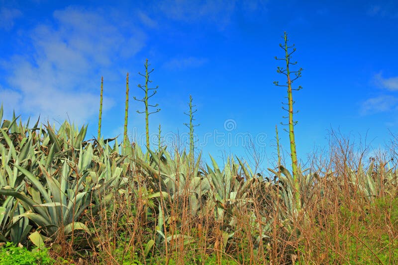 Agave Americana. Close Up of Green Agave Seed Pods Stock Photo - Image ...