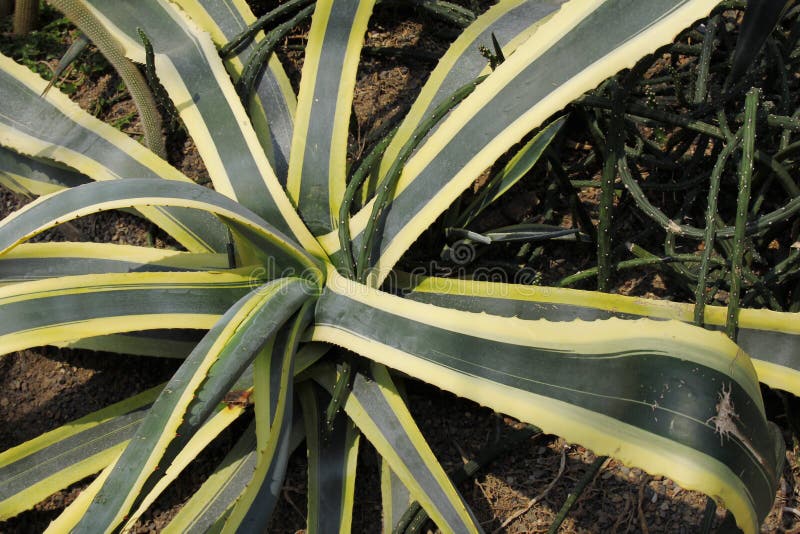 Agave Americana. Close Up of Green Agave Seed Pods Stock Photo - Image ...