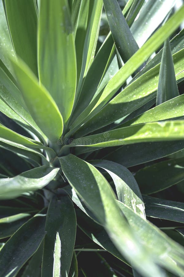 Agave Americana, Common Names Century Plant.Background Stock Photo ...