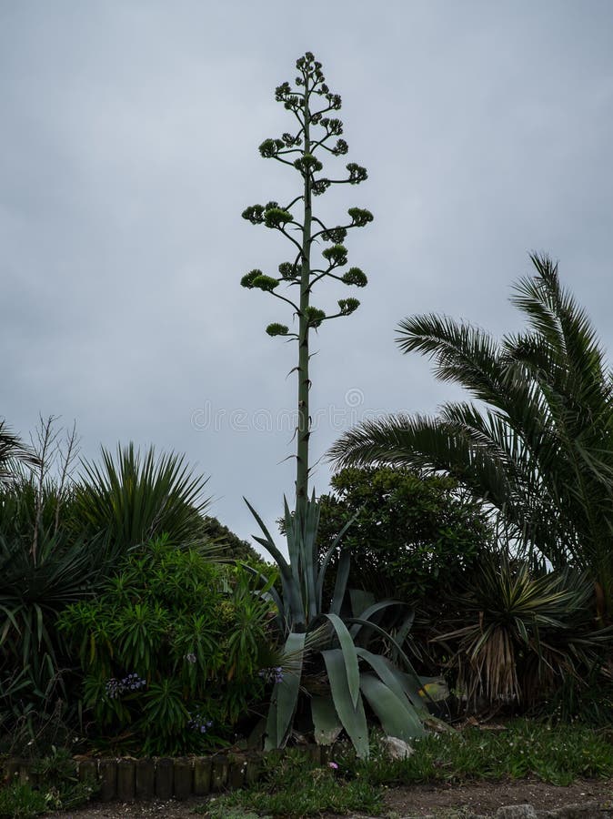 Agave Americana stock photo. Image of summer, august - 58114666