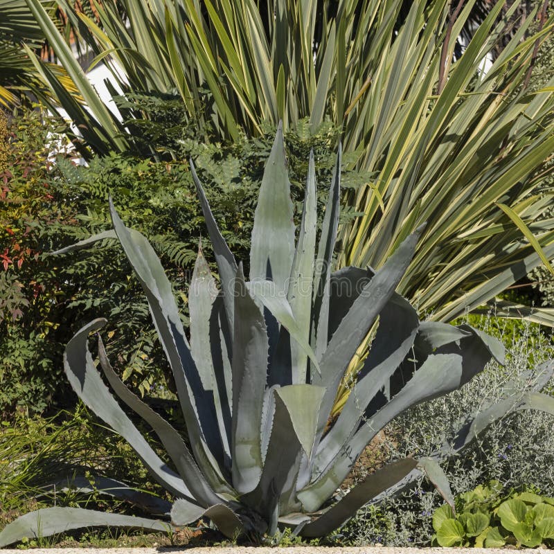 Agave Americana in a Green Space with Phormium Stock Image - Image of ...