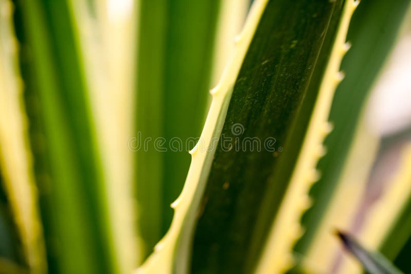 Agave Americana Marginata-aurea, Plant Stock Photo - Image of edge ...