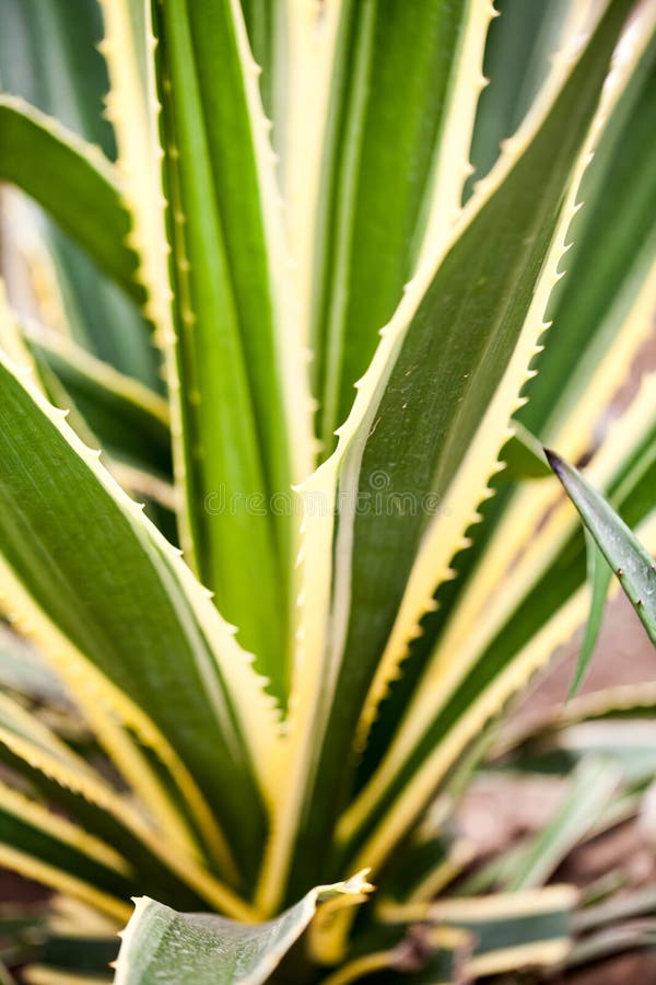 Agave Americana Marginata-aurea Stock Photo - Image of macro, spine ...