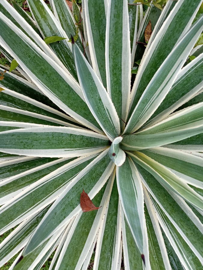 Agave Angustifolia Flower in the Garden Stock Image - Image of garden ...