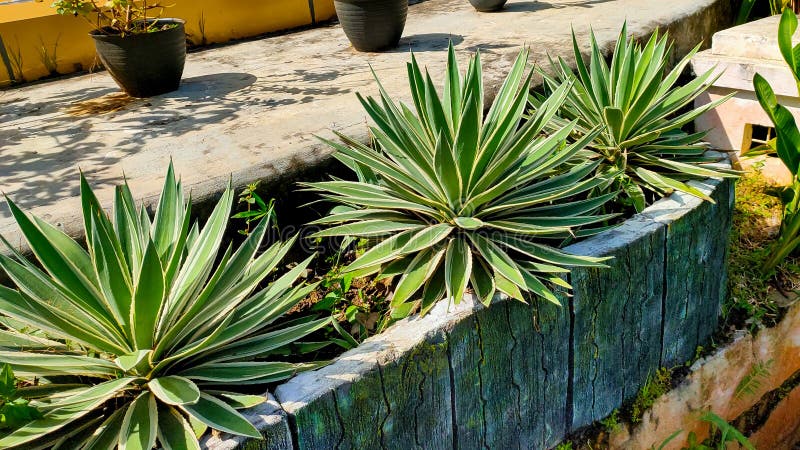 Agave Angustifolia is a Plant that Can Thrive in the Tropics Stock ...