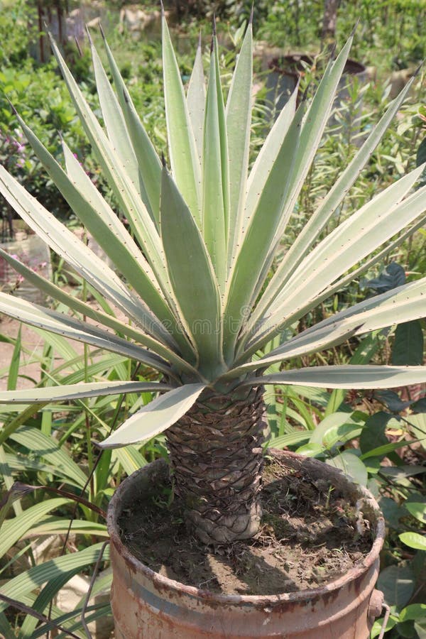 Agave Angustifolia Tree Plant on Farm Stock Photo - Image of floral ...