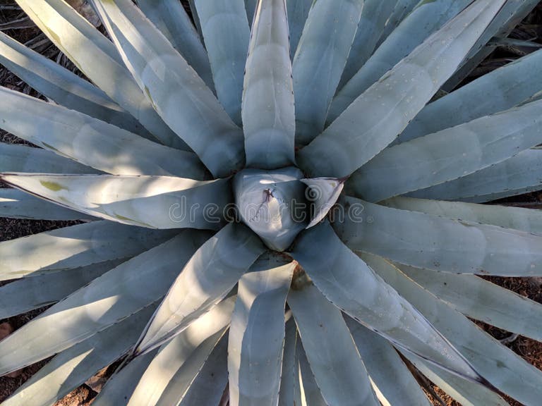 Agave stock photo. Image of agave, perrys, cactus, desert - 127812836