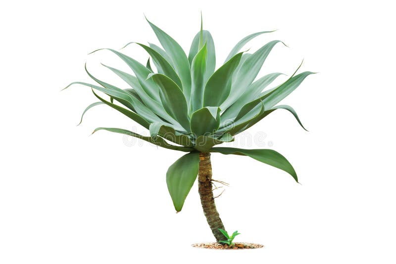 Agave Atenuuata, Planta De Agave Fox Tail Agave Aislada De Fondo Blanco ...