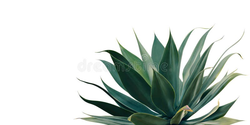 Agave Attenuata, Fox Tail Agave Plant Isolated on White Background with ...