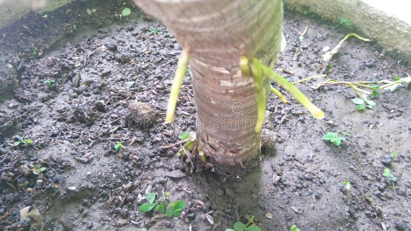 233 Agave Root Stock Photos - Free & Royalty-Free Stock Photos from ...