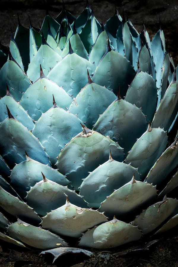 Agave blu nel deserto immagine stock. Immagine di deserto - 31397081