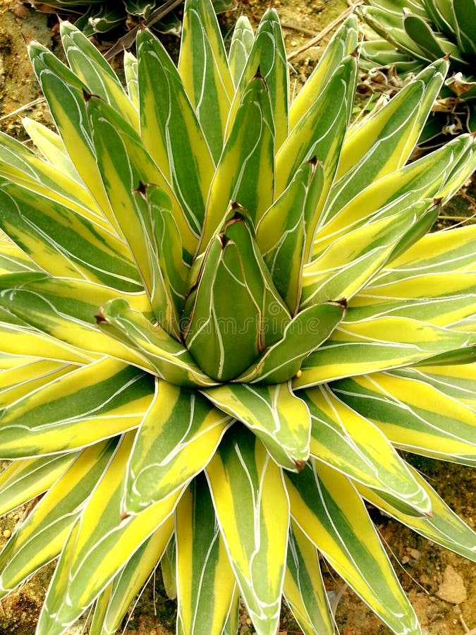 Agave Cactus 2 : Desert Plant Stock Image - Image of leaf, sand: 49174635