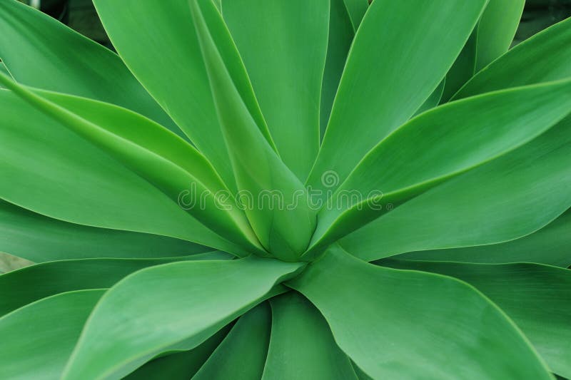 Agave Cactus #2 stock photo. Image of pollen, yellow, nectar - 7279852