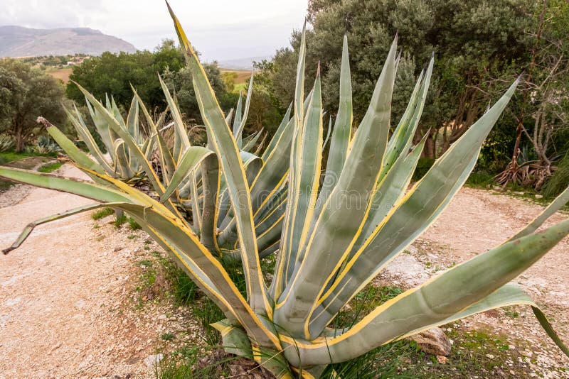 Agave Cactus in Sicily, Countyside of Italy Summer Stock Photo - Image ...