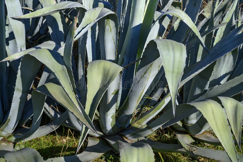 Agave Cactus Thickets in a Tropical Park Stock Photo - Image of park ...