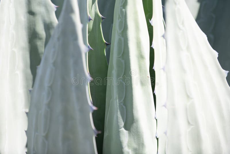 Agave Close Up. Cactus Backdround, Cacti Design or Cactaceae Pattern ...