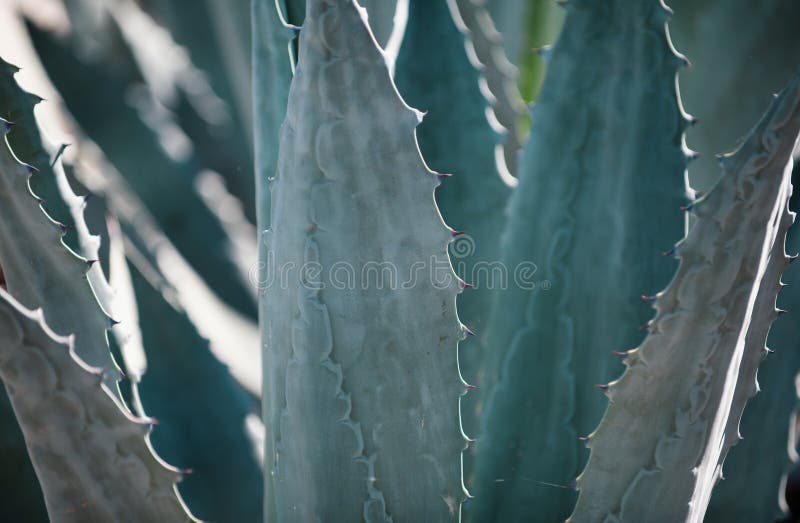 Agave Close Up. Cactus Backdround, Cacti Design or Cactaceae Pattern ...