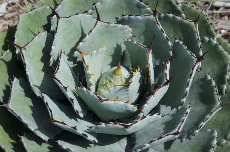Agave stock image. Image of agave, closeup, plants, florida - 57154621