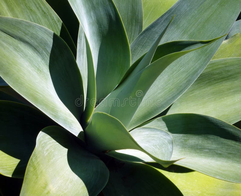 Agave Close Up stock photo. Image of pattern, abstract - 66725948