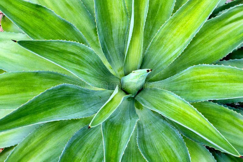 Agave Plant on White stock photo. Image of herb, foliage - 155059120