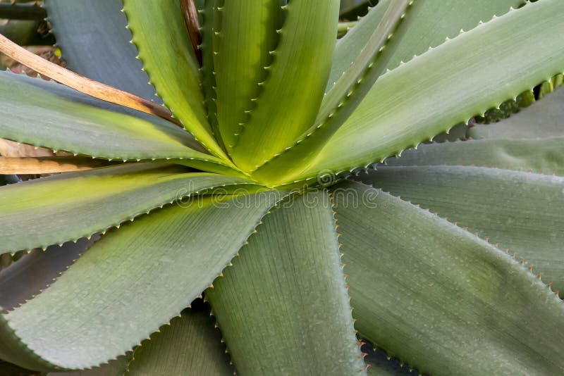 Agave closeup stock image. Image of spine, foliage, xerophytic - 183490305