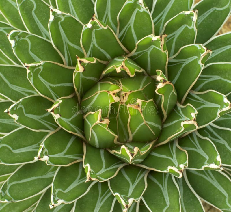 Agave da planta verde imagem de stock. Imagem de verde - 31928509