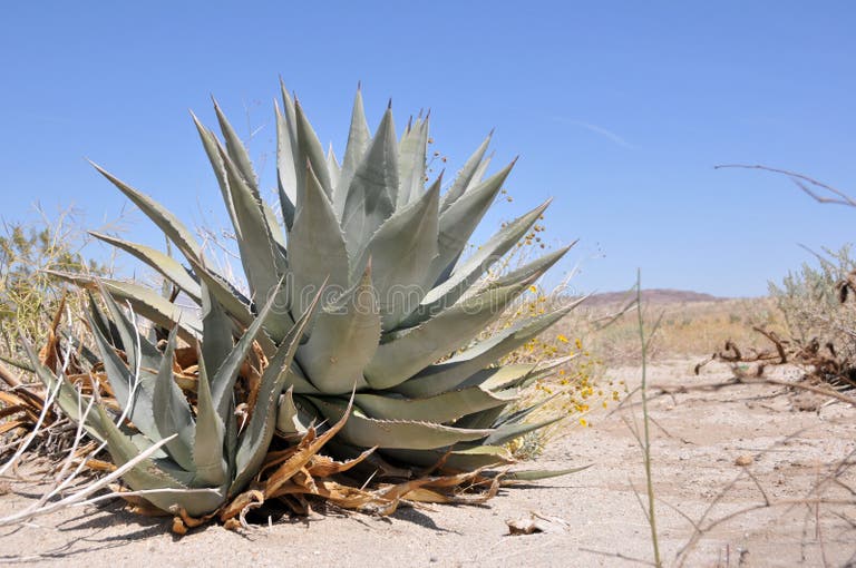 Agave on a desert stock photo. Image of abstract, leaf - 8820256