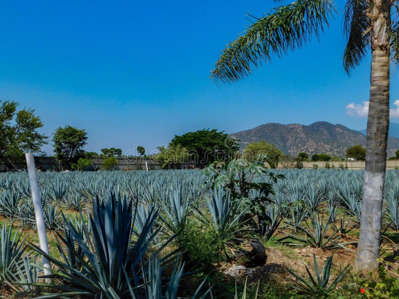 Agave Field in the Magic Tequila Stock Photo - Image of amazing, field ...