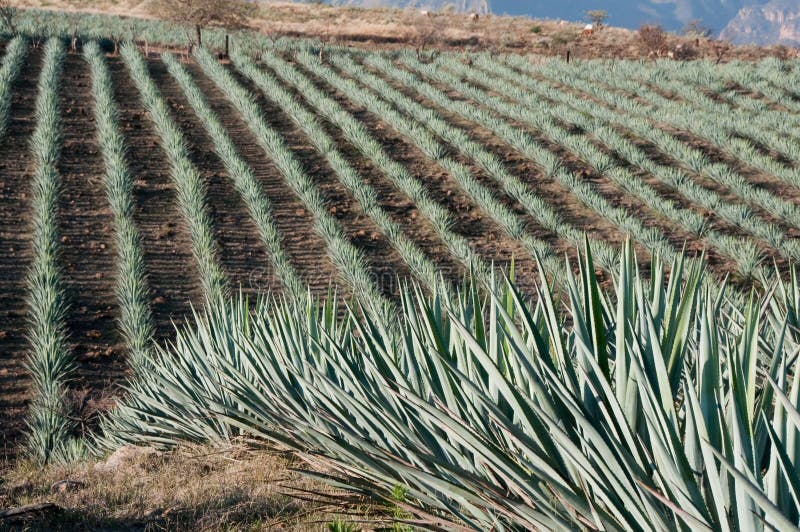 Agave Field in Tequila (Mexico) Stock Image - Image of landscape ...