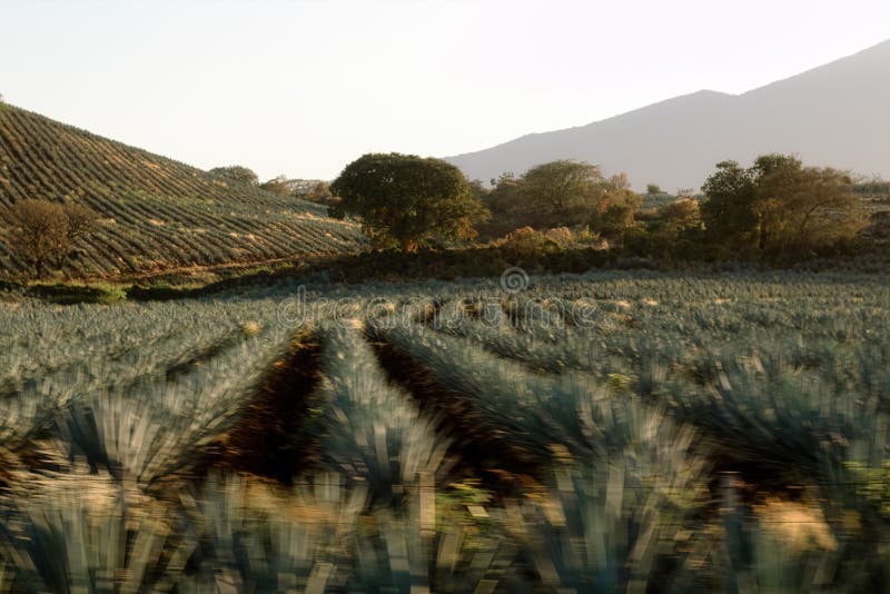 Agave Field for Tequila Production, Jalisco, Mexico Stock Image - Image ...