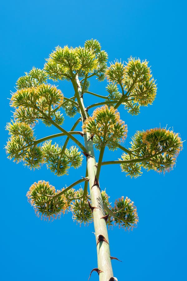 Agave flower stalk stock image. Image of stalk, garden - 275039663