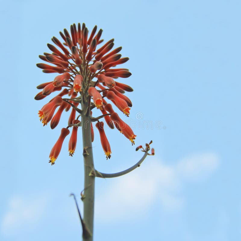 Agave Flowers stock photo. Image of acute, desert, macro - 19866776