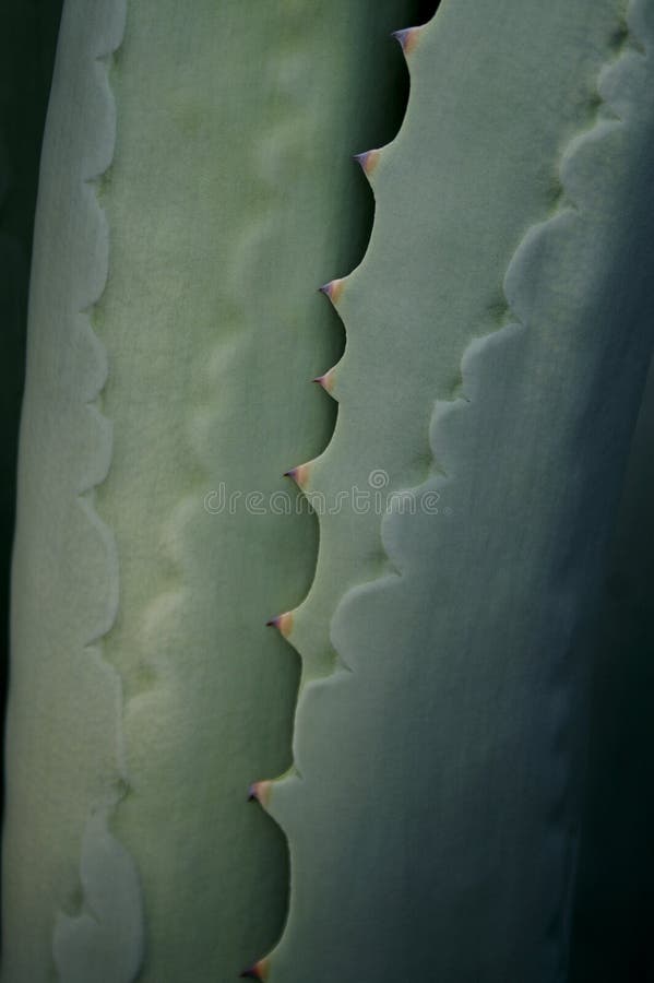 Agave Plant Leaves Sharp Points Stock Photos - Free & Royalty-Free ...