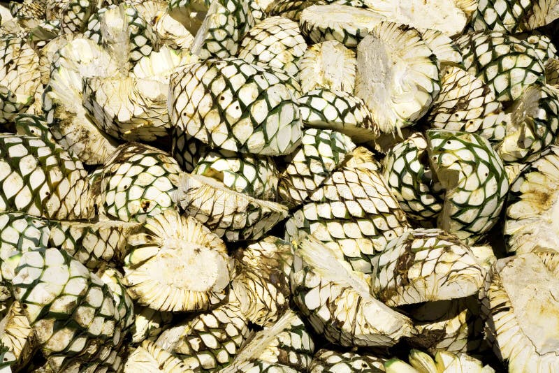 Agave heads freshly cut stock image. Image of heads, harvesting - 42428505