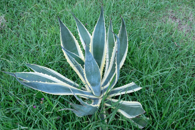 Agave grows in the park. stock photo. Image of flora - 258057132